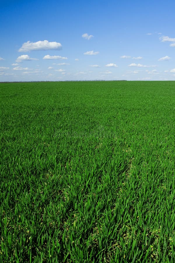 Green grass and blue sky stock image. Image of land, field - 10657213