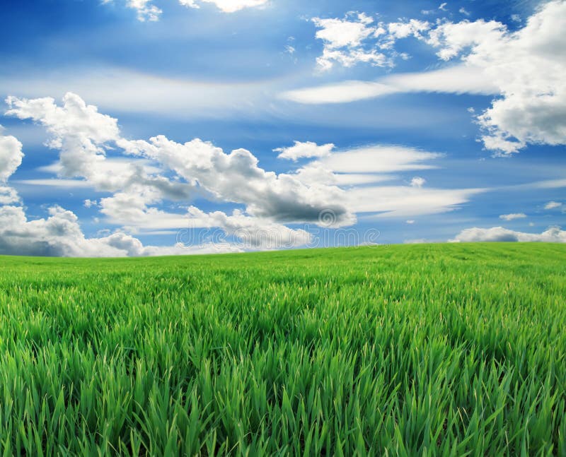Green grass and blue sky stock image. Image of blue, glade - 12531207