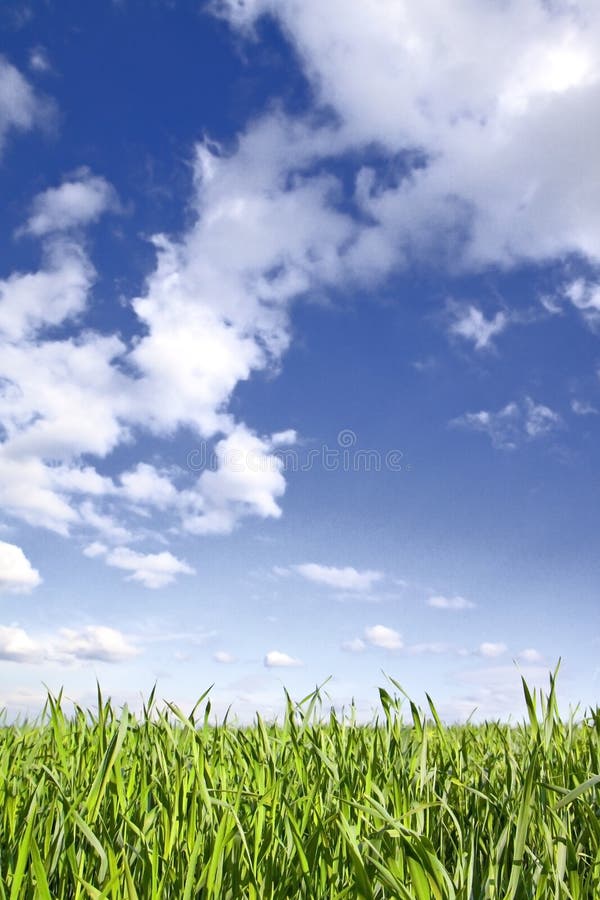 Green grass, blue sky stock photo. Image of nature, bright - 14276578
