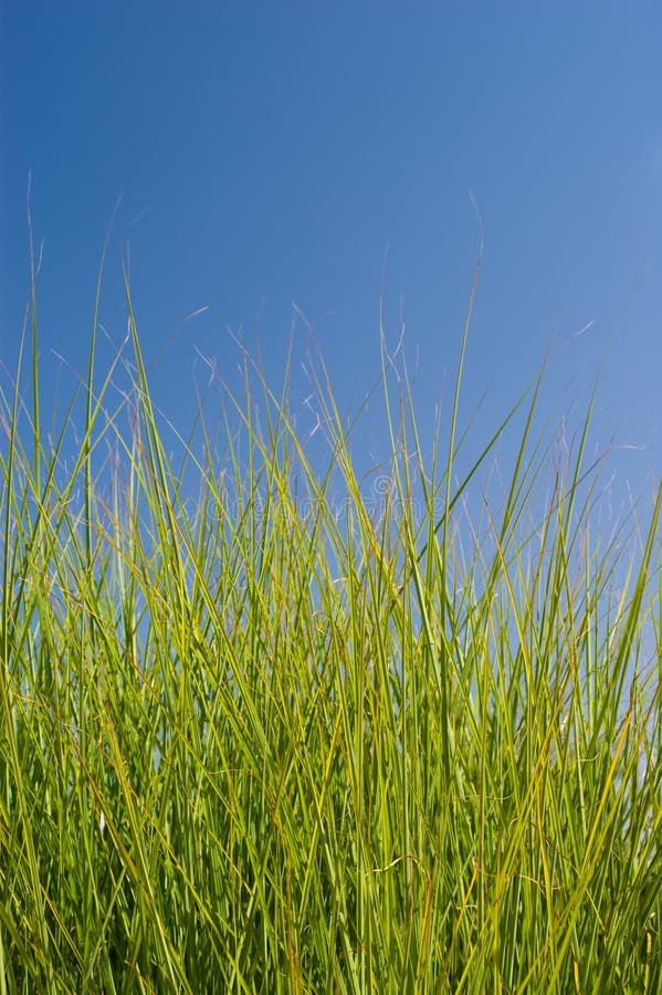 Green Grass and Blue Sky stock photo. Image of cloudiness - 15133896
