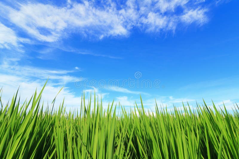 Green grass and blue sky stock photo. Image of lawn, cloud - 24598054