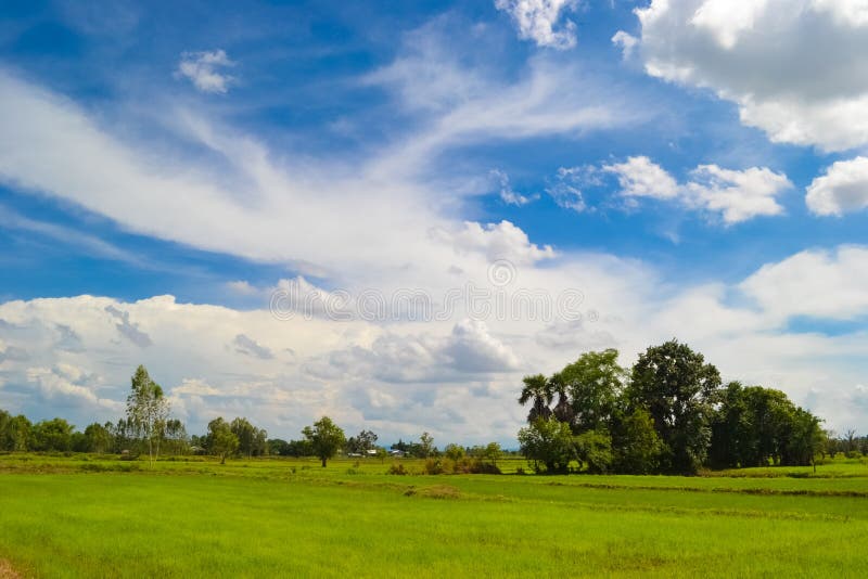 Green grass and blue sky stock photo. Image of green - 25985246