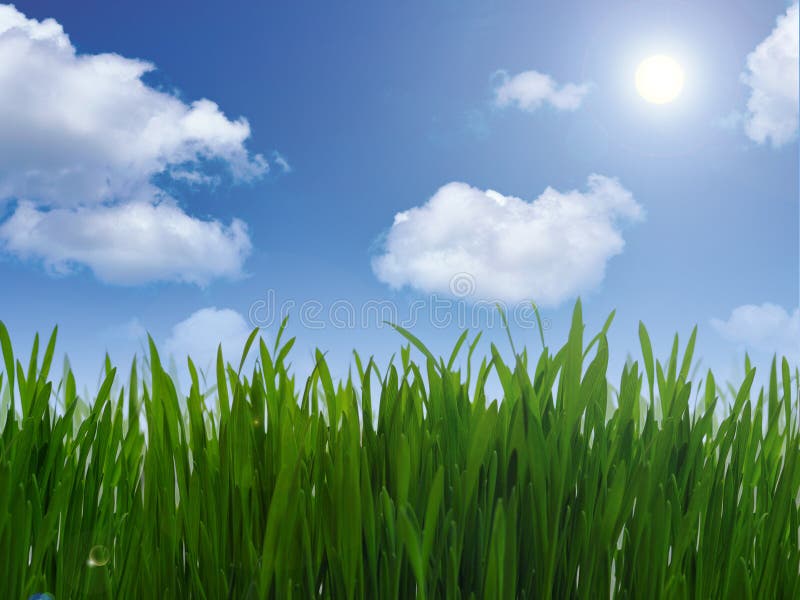 Green grass and blue sky stock photo. Image of nature - 4645306