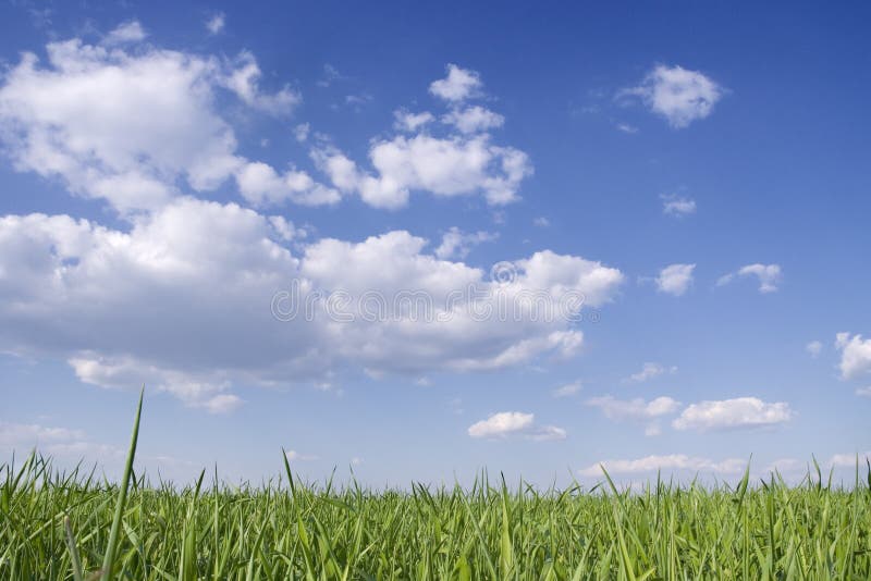Green grass and blue sky stock image. Image of cloudscape - 5225755