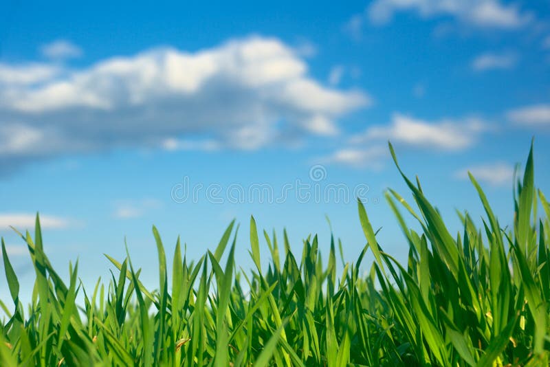 Green grass and blue sky stock image. Image of spring - 8171361