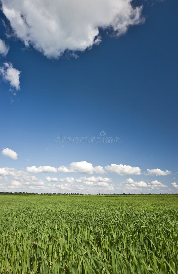 Green Grass and Blue Sky Background Stock Photo - Image of green, white ...