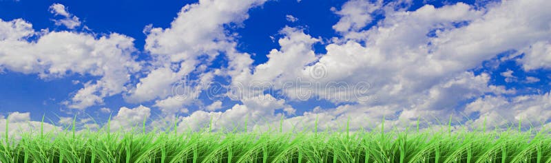 Green Grass on the Blue Sky Background Stock Photo - Image of natural ...