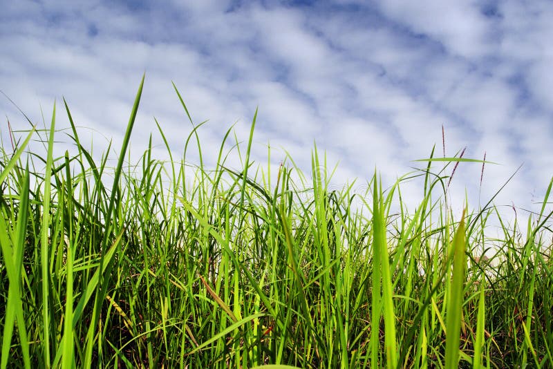 Green Grass with Blue Sky and Clouds Stock Image - Image of nature ...