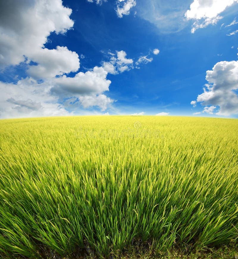 Green grass blue sky stock photo. Image of land, grass - 30301378