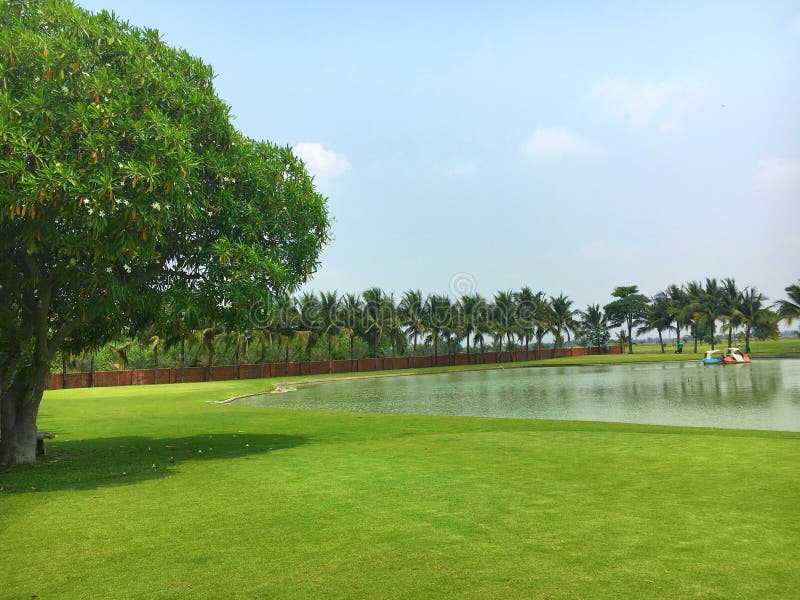 Green grass and blue sky stock photo. Image of tree - 113954996