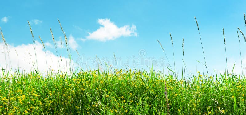 Green grass and blue sky stock image. Image of landscape - 34004293