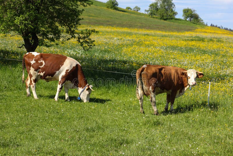 Cows in lawn stock image. Image of animal, rural, beautiful - 103599123