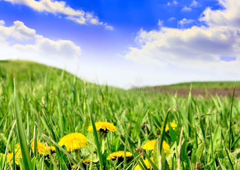 Green Grass, the Blue Sky and White Clouds Stock Photo - Image of ...
