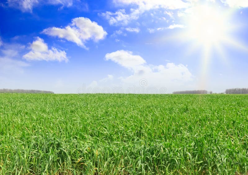 Green Grass, the Blue Sky and White Clouds Stock Image - Image of ...