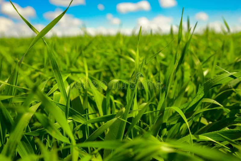 Green Grass and Blue Sky with White Clouds Stock Photo - Image of ...