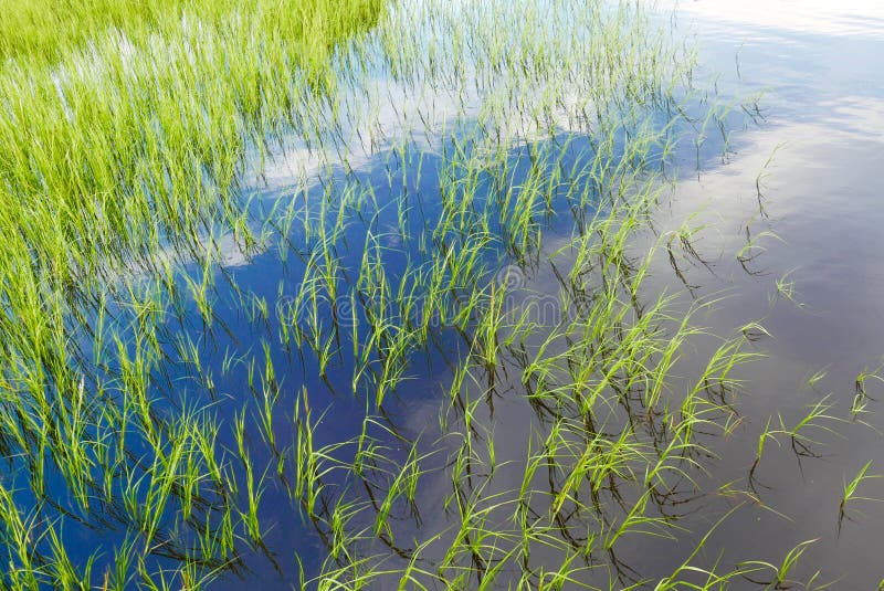 Green Grass in a Blue Water Marsh Stock Image - Image of tranquility ...
