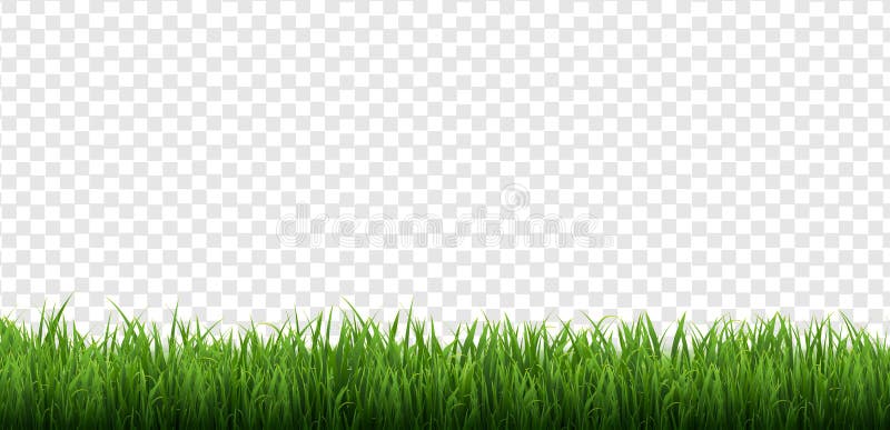 Green Grass Border Isolated Transparent Background Stock Vector ...