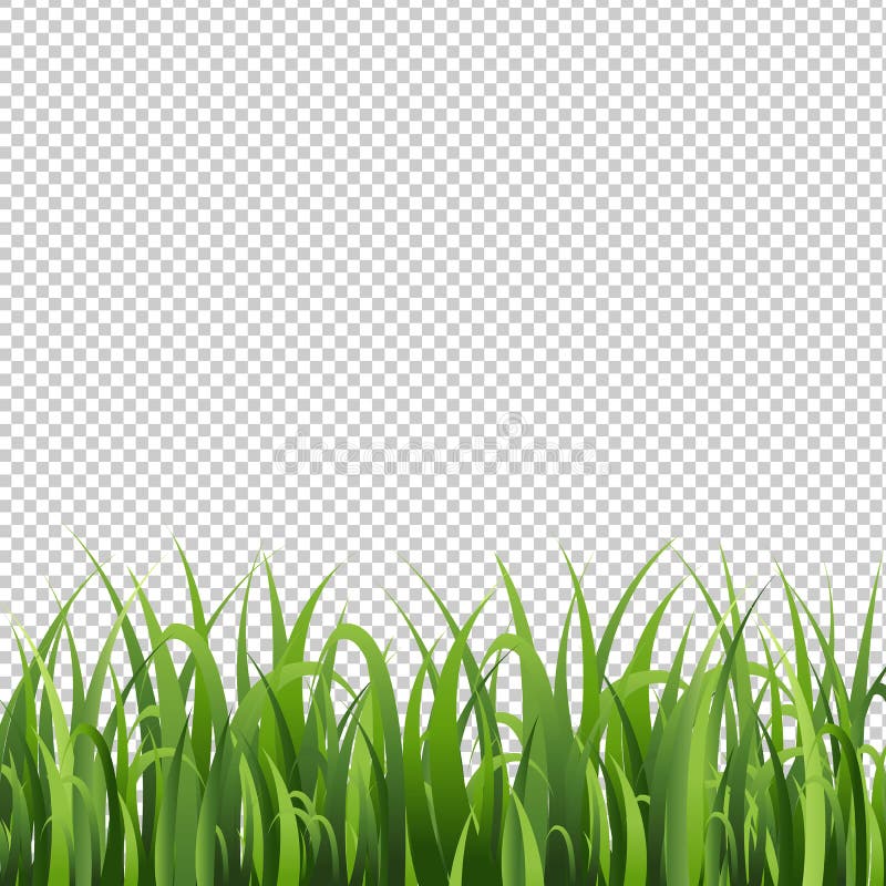 Green Grass Border Isolated Transparent Background Stock Vector ...