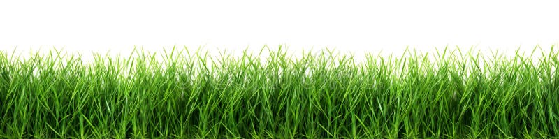 Green Grass Border. Natural Decorative Edge, Decor Isolated on White ...