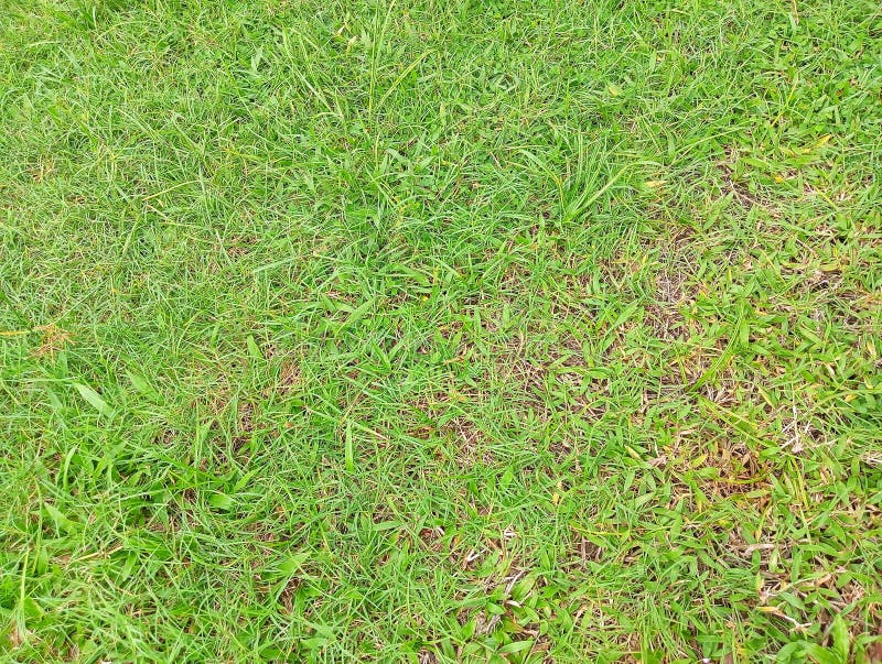 Green Grass Bottom Ground Field Stock Photo - Image of bottom, texture ...