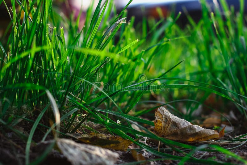 Green grass stock image. Image of nature, green, leaf - 70635513