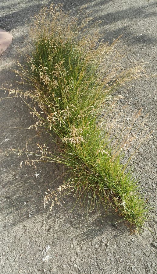 Green Grass Breaking through the Asphalt Stock Photo - Image of grass ...