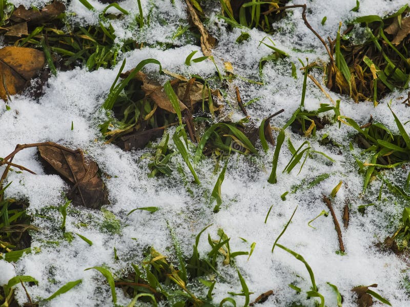 Green Grass Breaking through the Snow Stock Photo - Image of garden ...