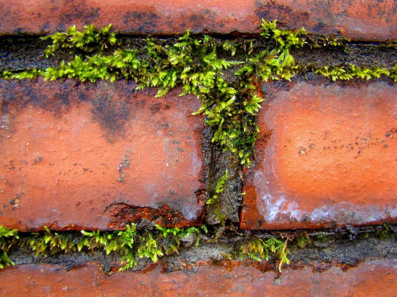 Contrast of Green Plants and Red Bricks. Stock Image - Image of natural ...