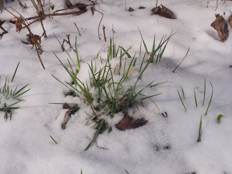 Green Grass Breaks through the Snow. after Snowfall Stock Image - Image ...