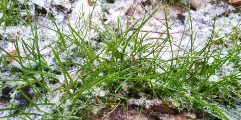 Green Grass Breaks, through the Snow. Stock Photo - Image of garden ...