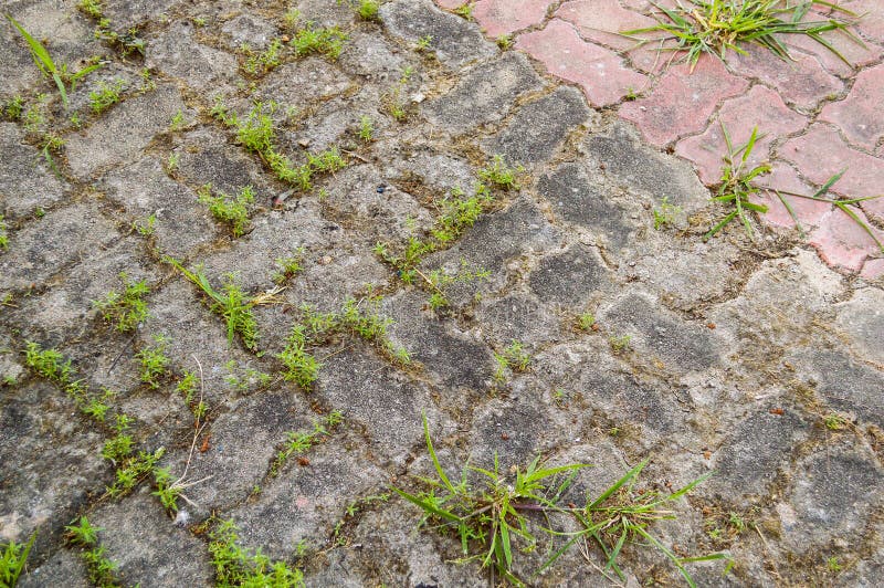 Green grass on brick floor stock image. Image of grass - 59059833
