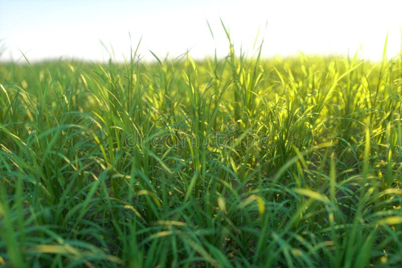 Green Grass and Bright Field,natural Scenery,3d Rendering Stock ...