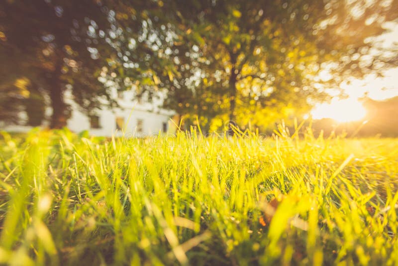 Green Grass, Bright Sunny Day Stock Image - Image of garden, atmosphere ...
