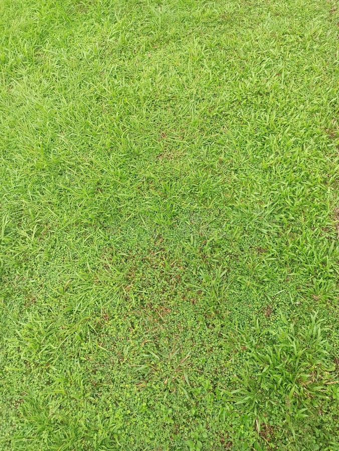 Green Grass Brown Indonesia Clean Stock Image - Image of clean ...