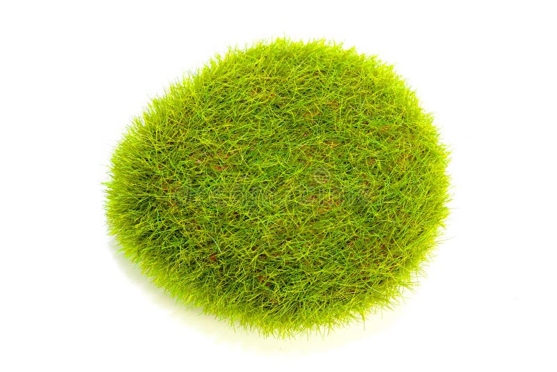 Green grass bush stock photo. Image of bush, decorative - 14552084