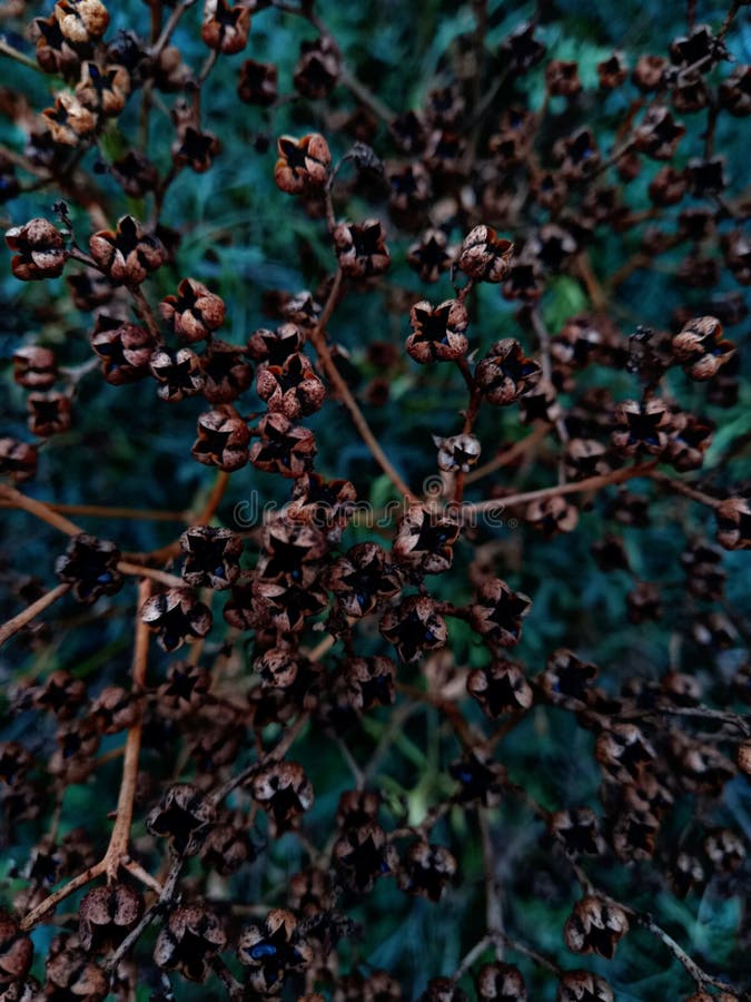 Green grass bush stock image. Image of plant, leaf, bush - 213091983