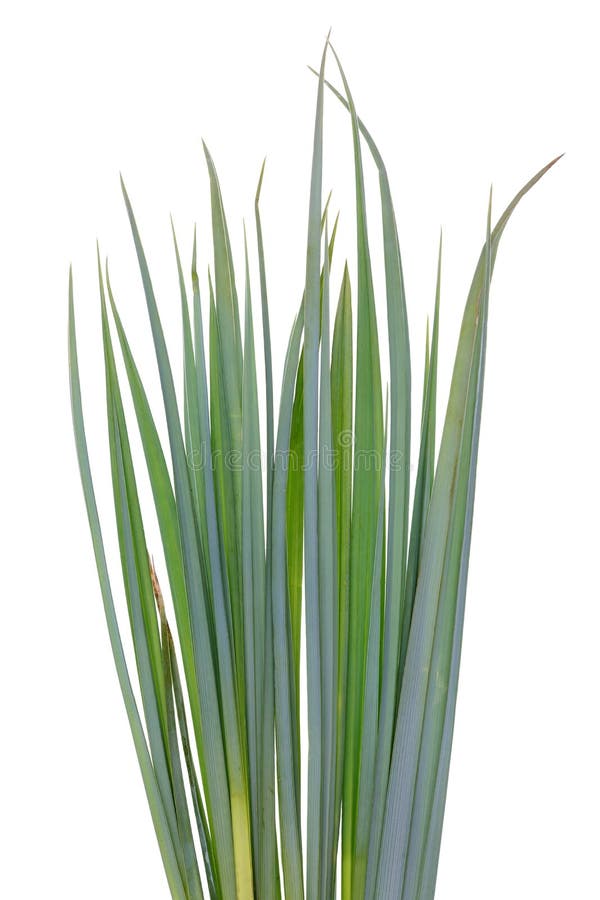 Green Grass Bush Isolated on White Macro Stock Photo - Image of dirt ...