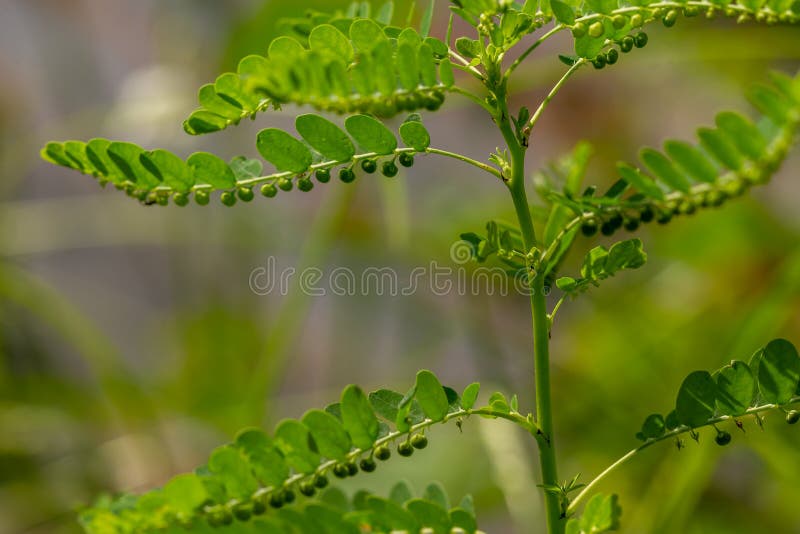 Green Grass Called Carry Me Seed, Has Small Green Leaves Stock Photo ...