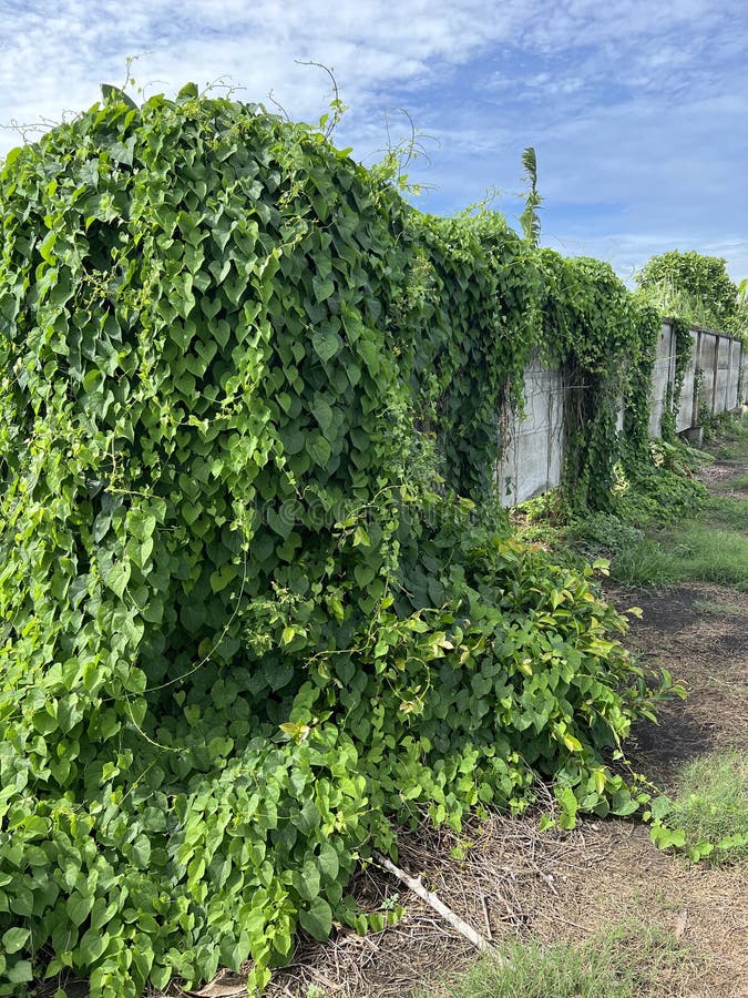 Green Grass and Cement Wall in the Garden Stock Photo - Image of ...