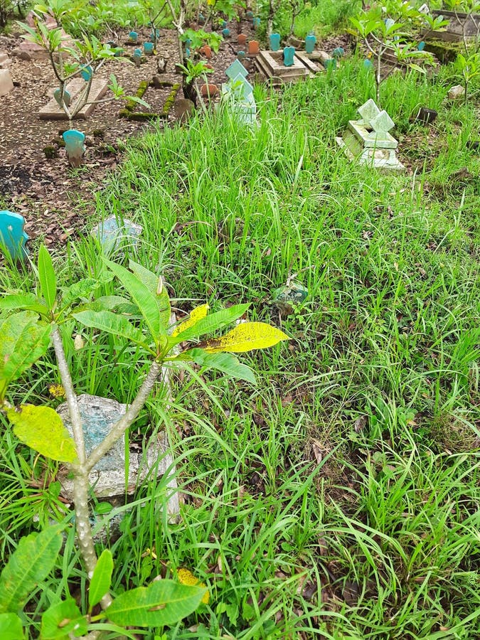 Green Grass in the Cemetery Area Stock Photo - Image of wildflower ...