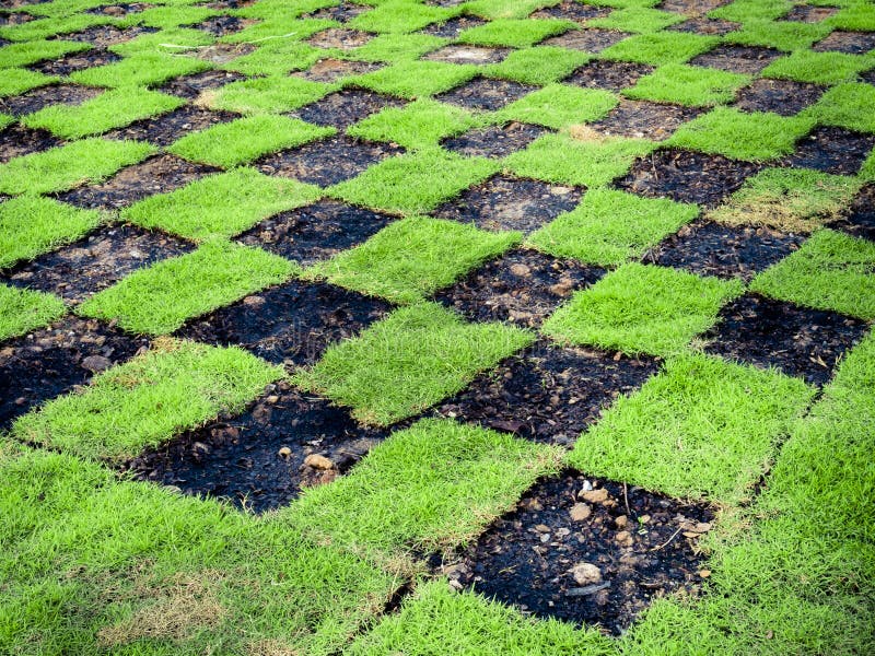 Grass checkerboard stock image. Image of green, chess - 47565441