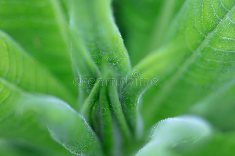 Green Grass Close-up. Abstraction.Flowers and Plants Close Up Stock ...
