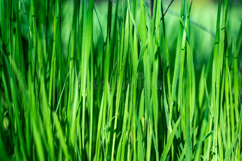 Green Grass Close-up, Front View. Texture of Green Color from Natural ...