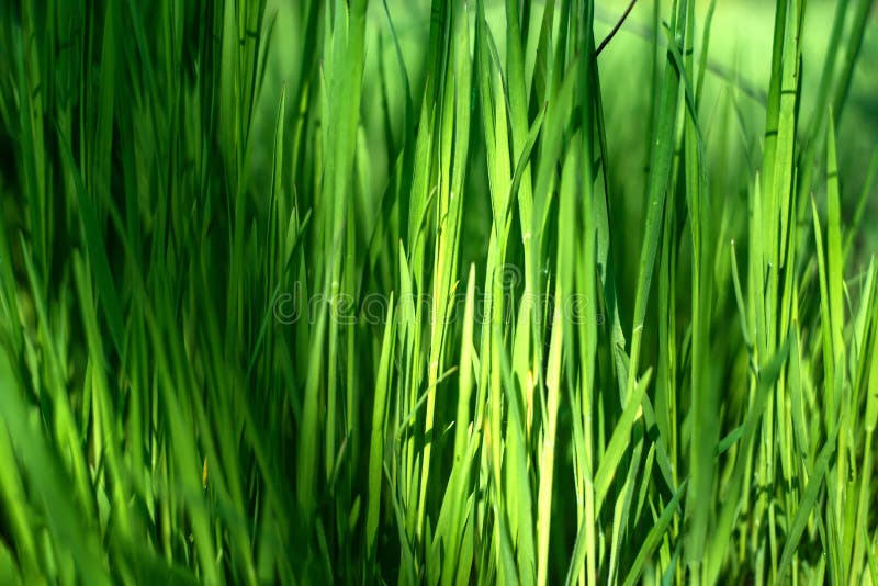 Green Grass Close-up, Front View. Texture of Green Color from Natural ...
