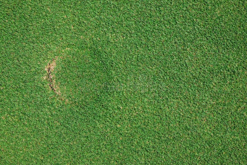 Green Grass Close Up in Golf Course Stock Image - Image of fresh ...