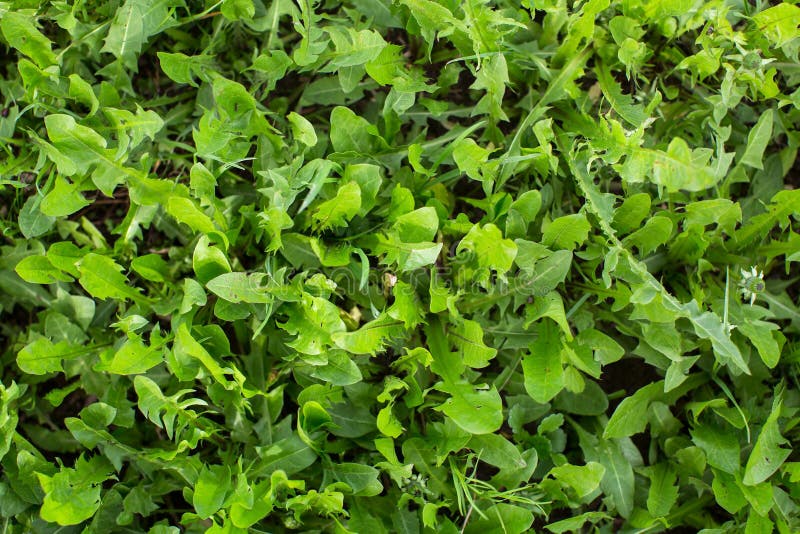 Green Grass Close-up, Greenery Texture. Nature. Stock Photo - Image of ...