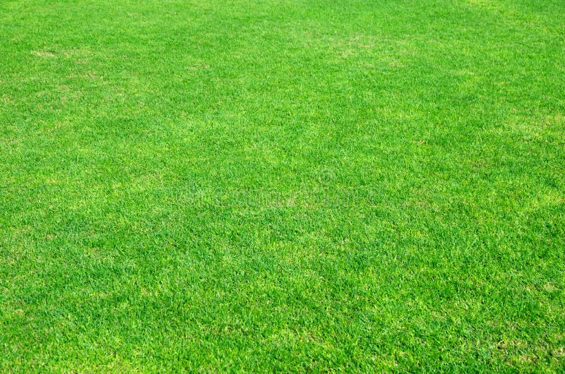 Green grass stock image. Image of verdure, healthy, nature - 262380053