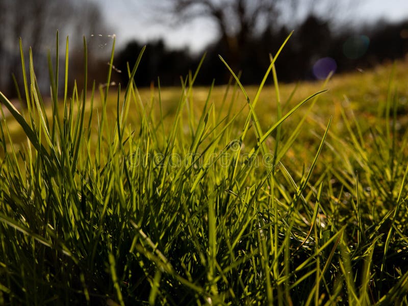 Green Grass Close-Up: Natural Texture and Sunlight Stock Photo - Image ...