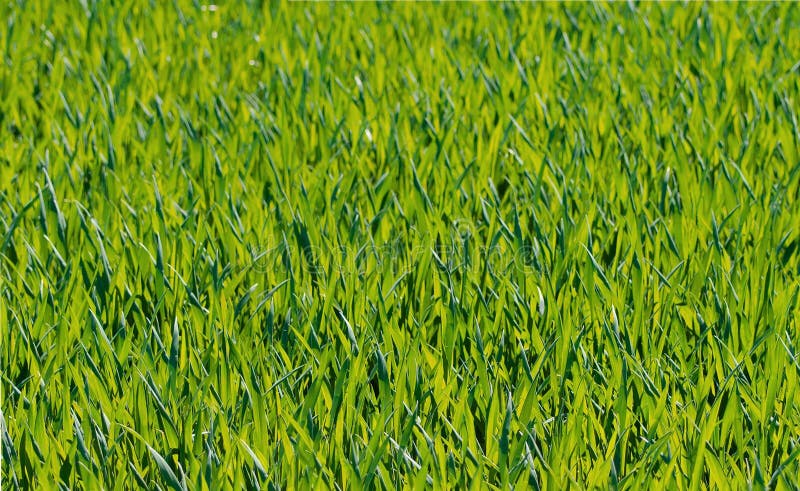Green Grass Close Up Photograph Picture. Image: 82962057