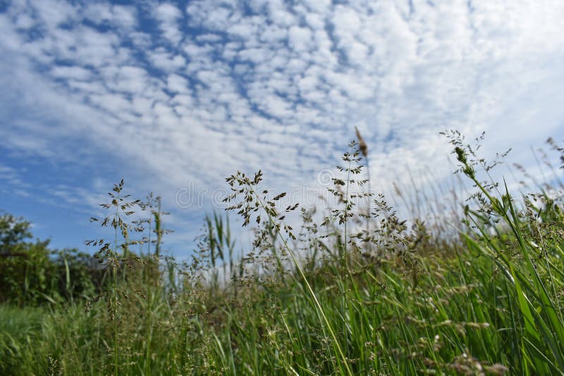 Green Grass Close Up in Sunny Spring Day Stock Photo - Image of frozen ...